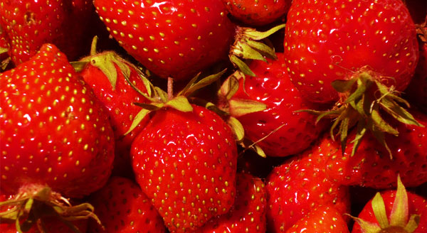 La Belgique est le 4ème pays exportateur de fraises - Eating.be