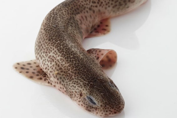 La roussette élue "Poisson de l'année" - Eating.be