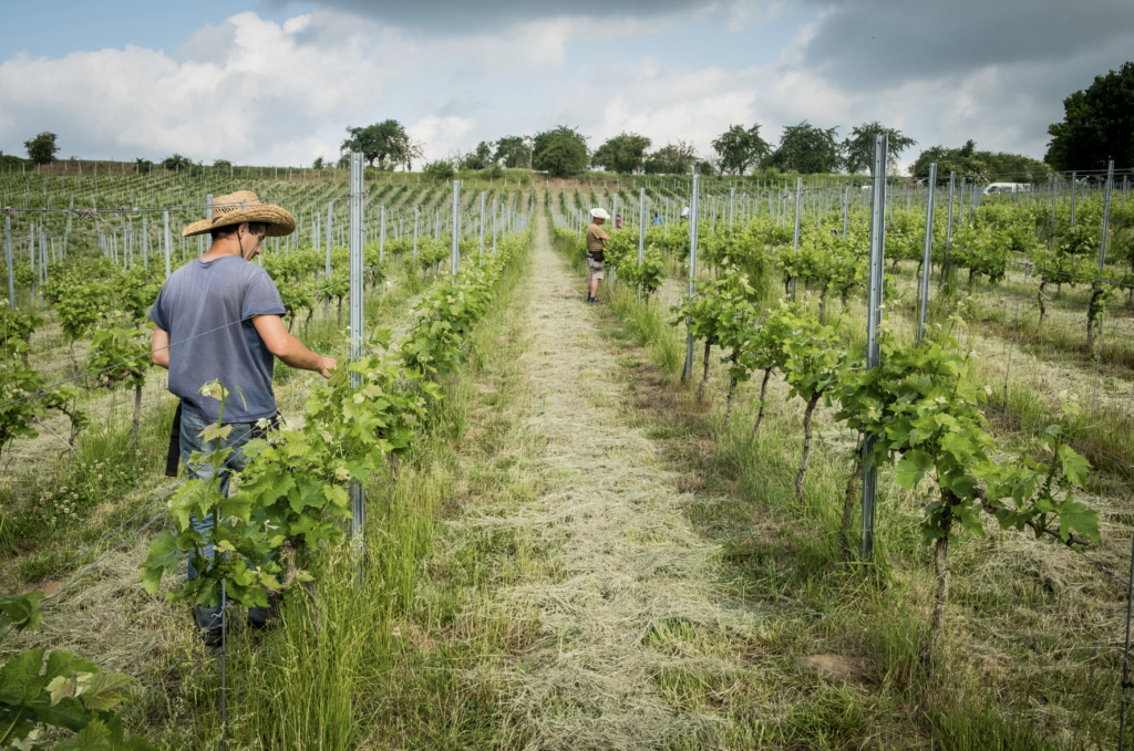 Vin de Liège : un engagement vers l'excellence viticole et l'innovation ...